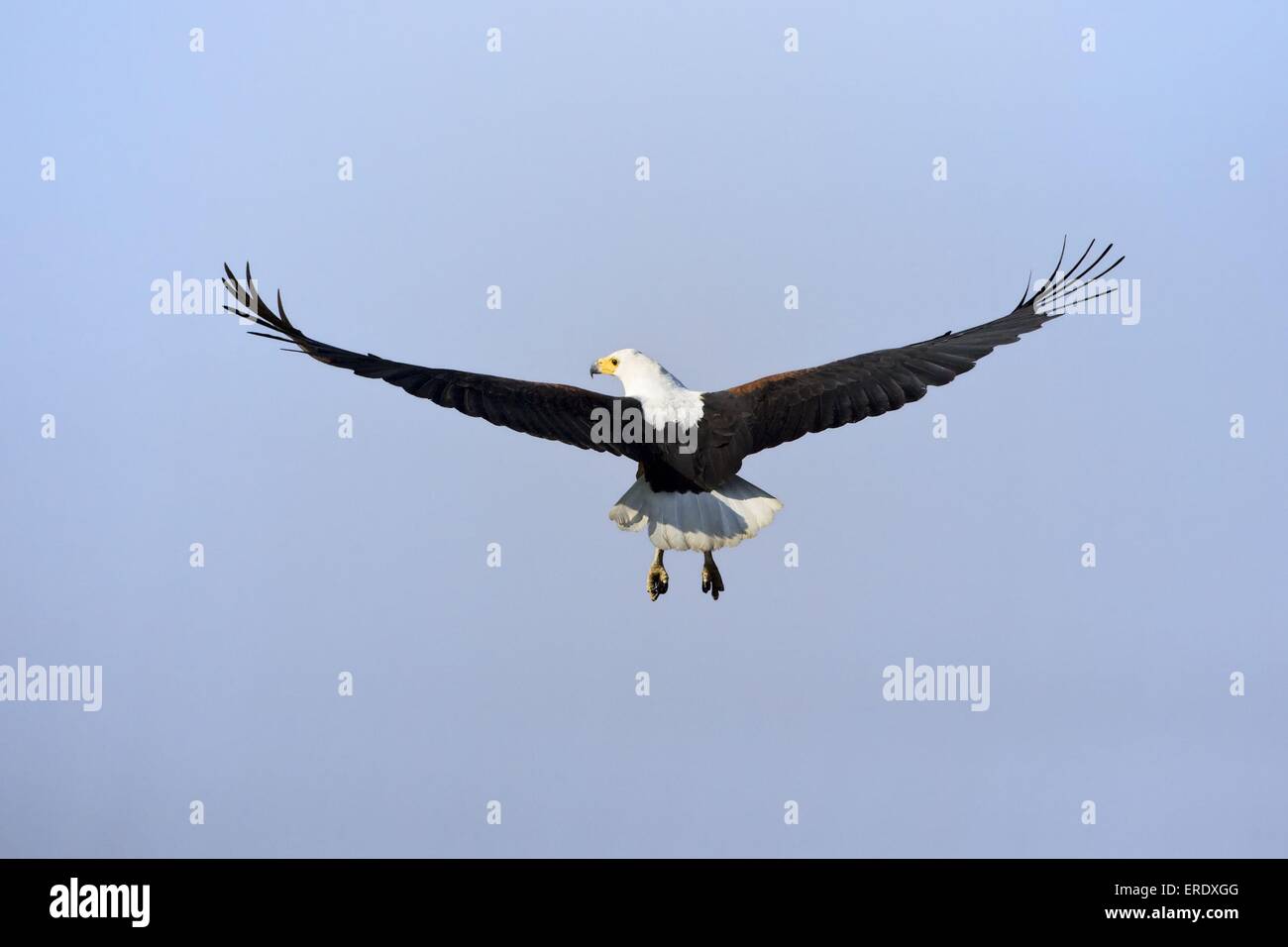 flying African fish eagle Stock Photo - Alamy