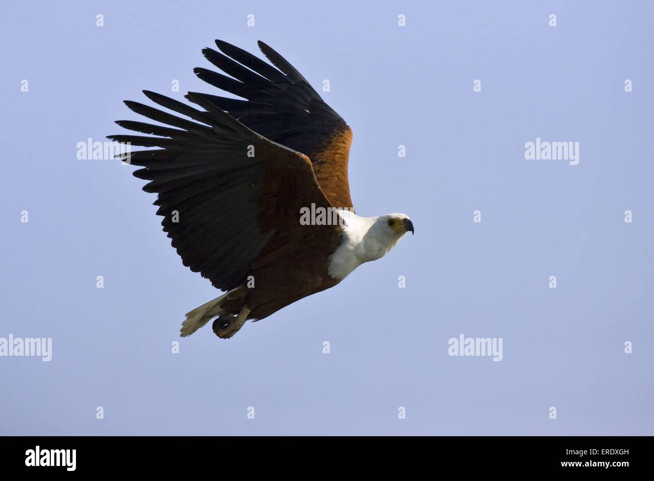 flying African fish eagle Stock Photo - Alamy