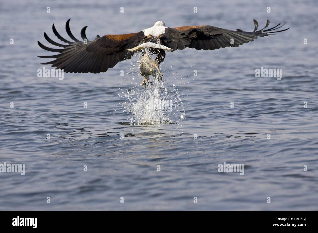 African fish eagle with fish Stock Photo - Alamy