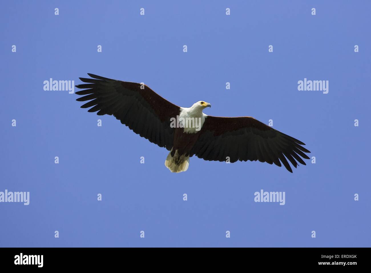 flying African fish eagle Stock Photo - Alamy
