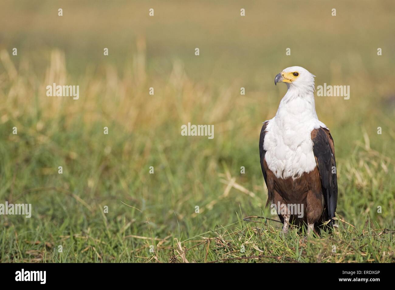 African fish eagle Stock Photo - Alamy