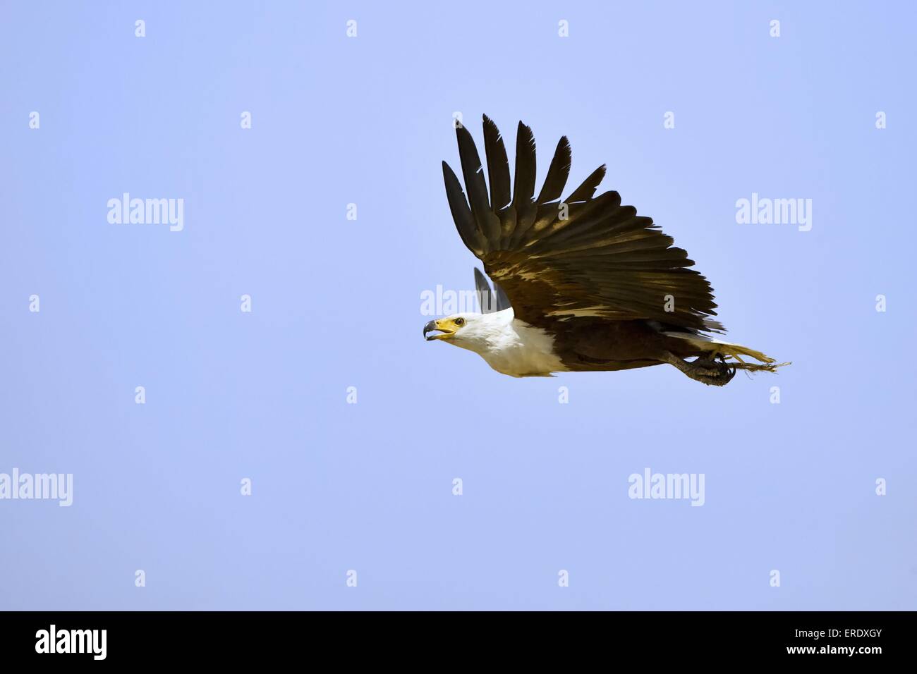 flying African fish eagle Stock Photo - Alamy