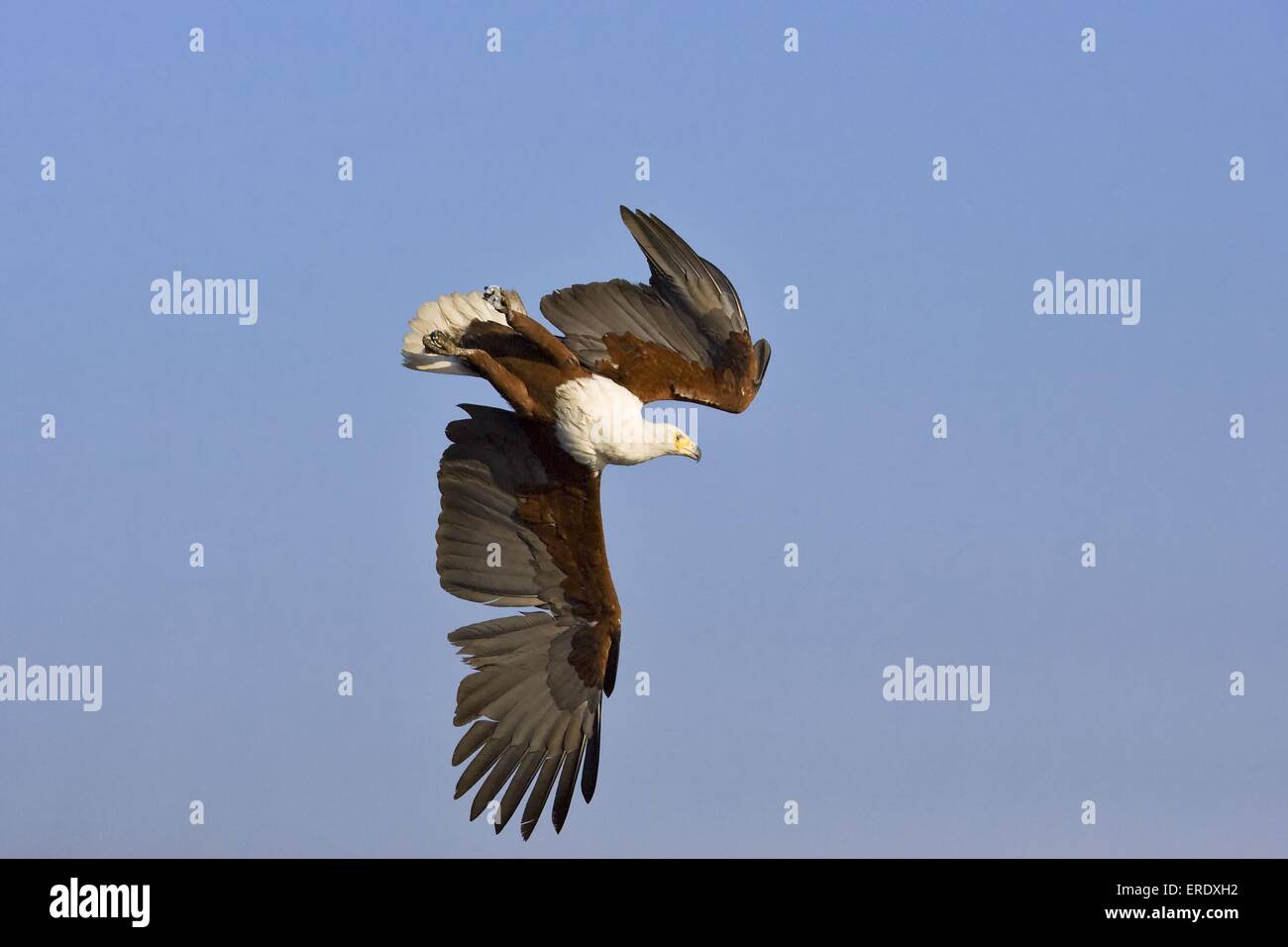 flying African fish eagle Stock Photo - Alamy