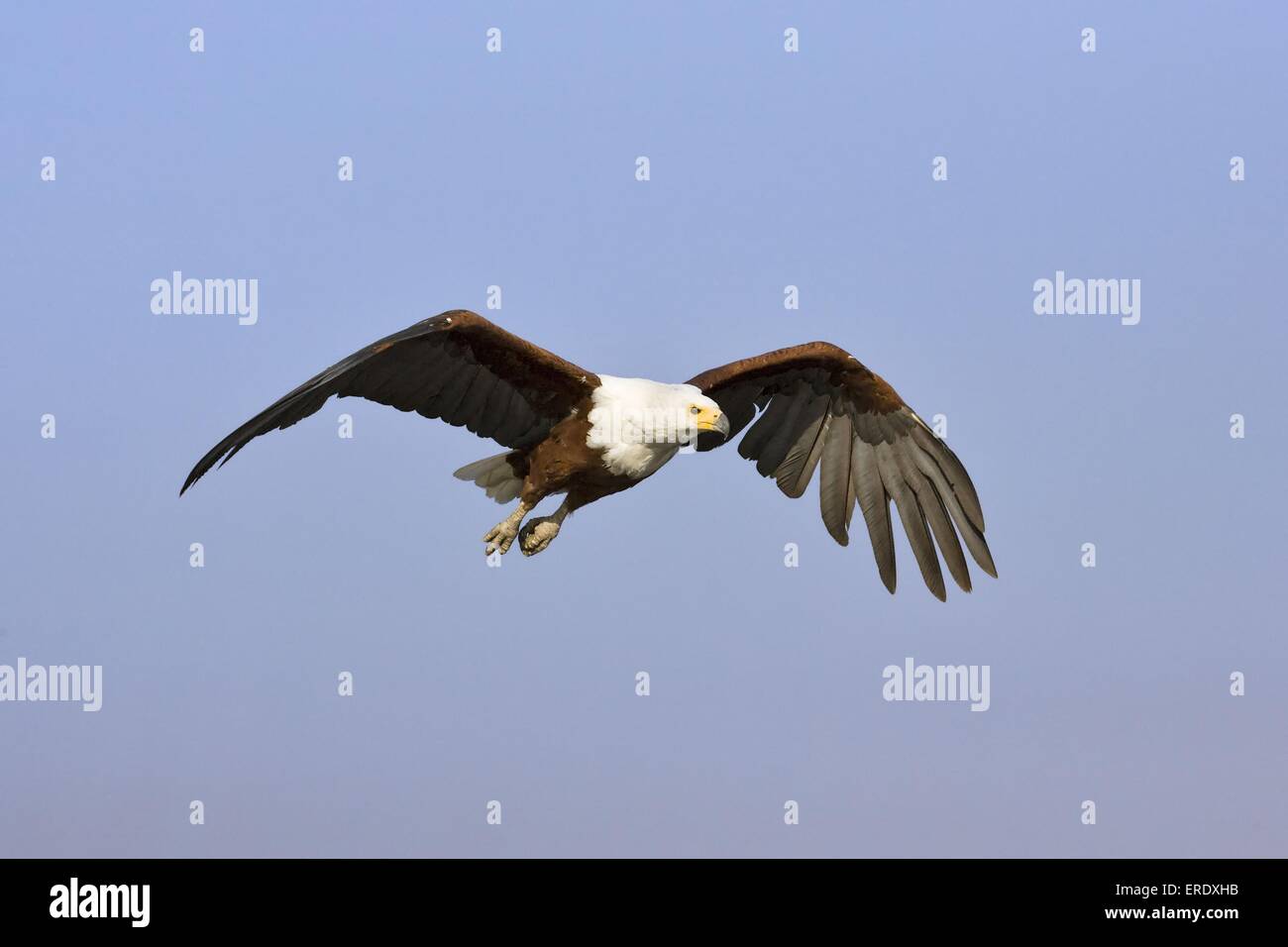 flying African fish eagle Stock Photo - Alamy