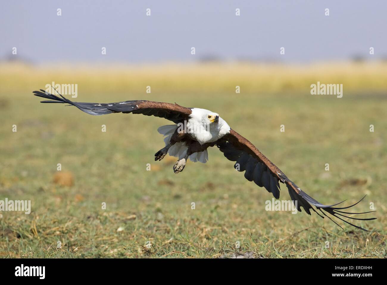 flying African fish eagle Stock Photo - Alamy
