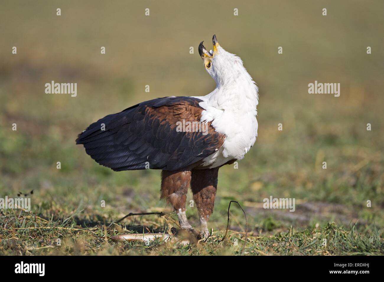 African fish eagle Stock Photo - Alamy