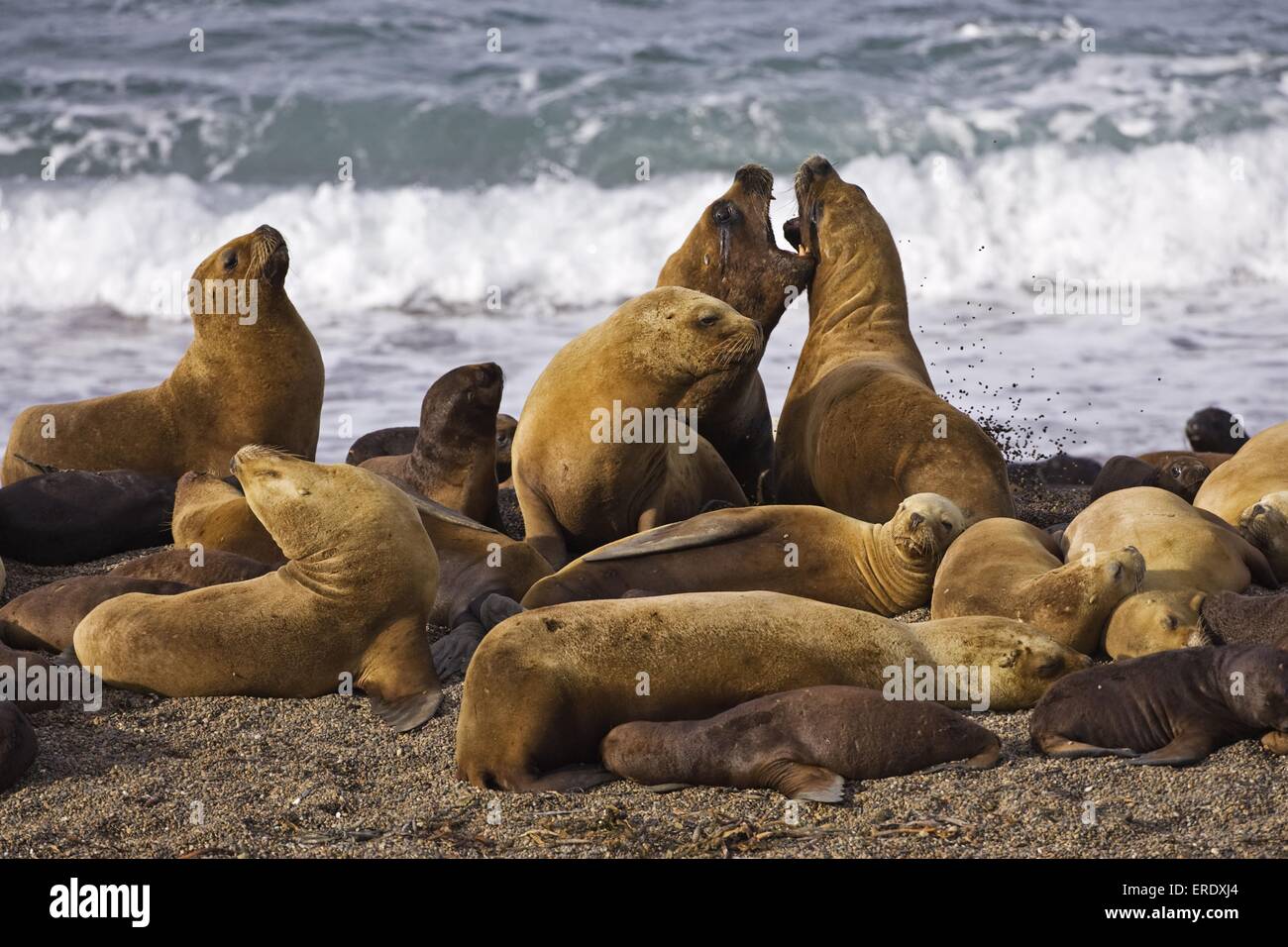 Baby crying beach hi-res stock photography and images - Alamy