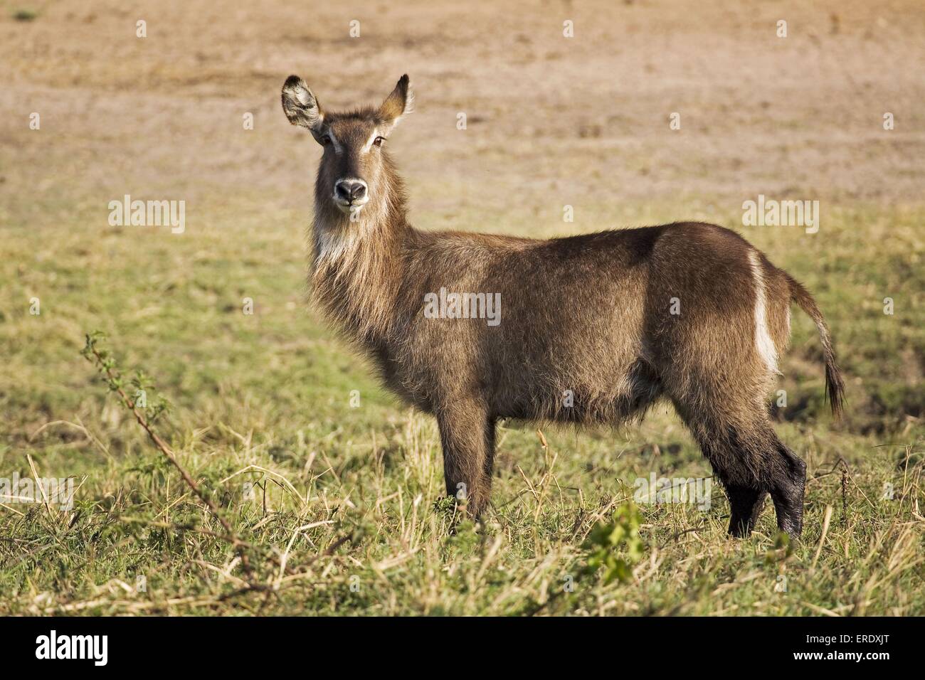 Waterbuck grass hi-res stock photography and images - Alamy