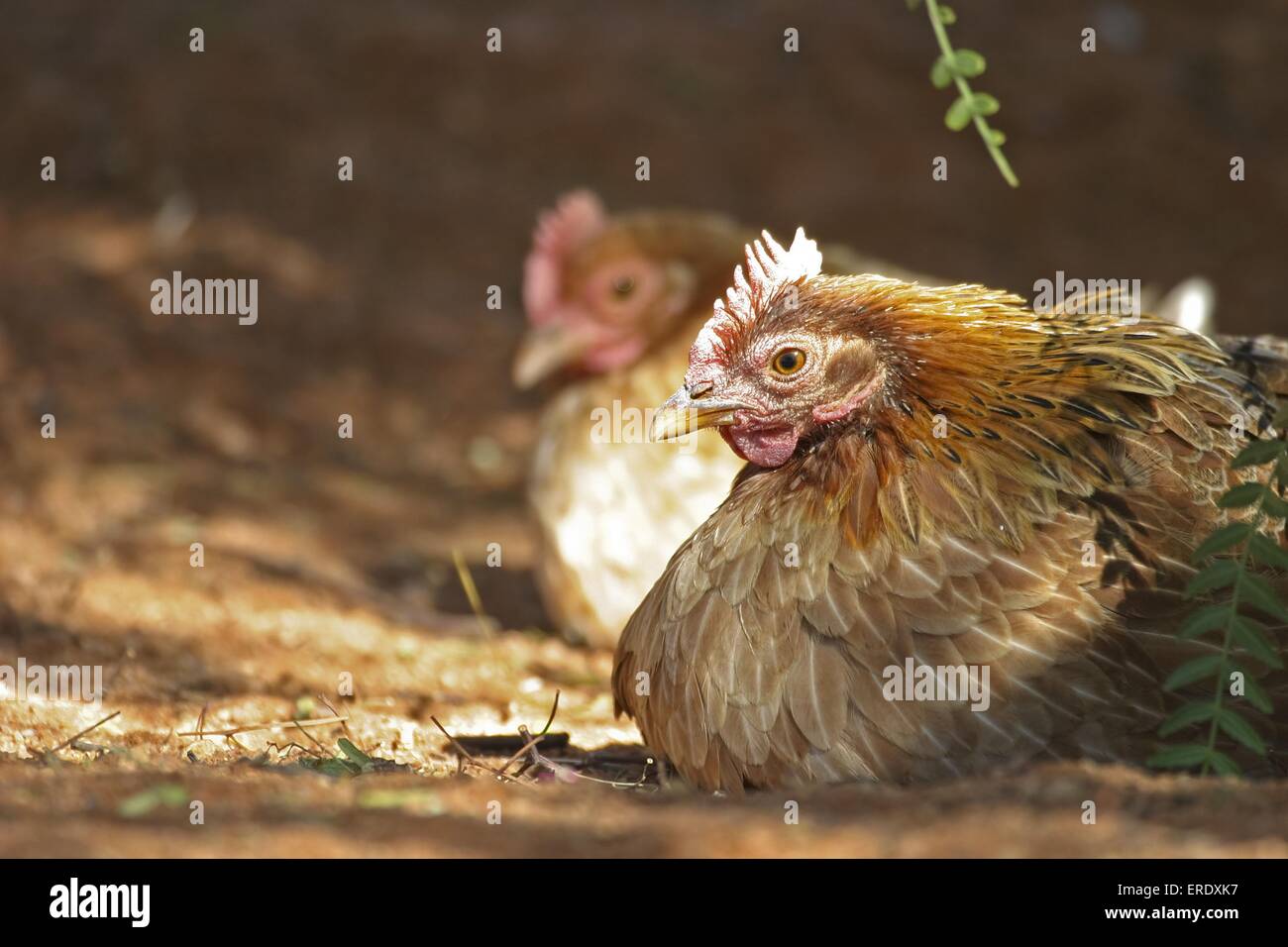 Chicken lying hi-res stock photography and images - Alamy