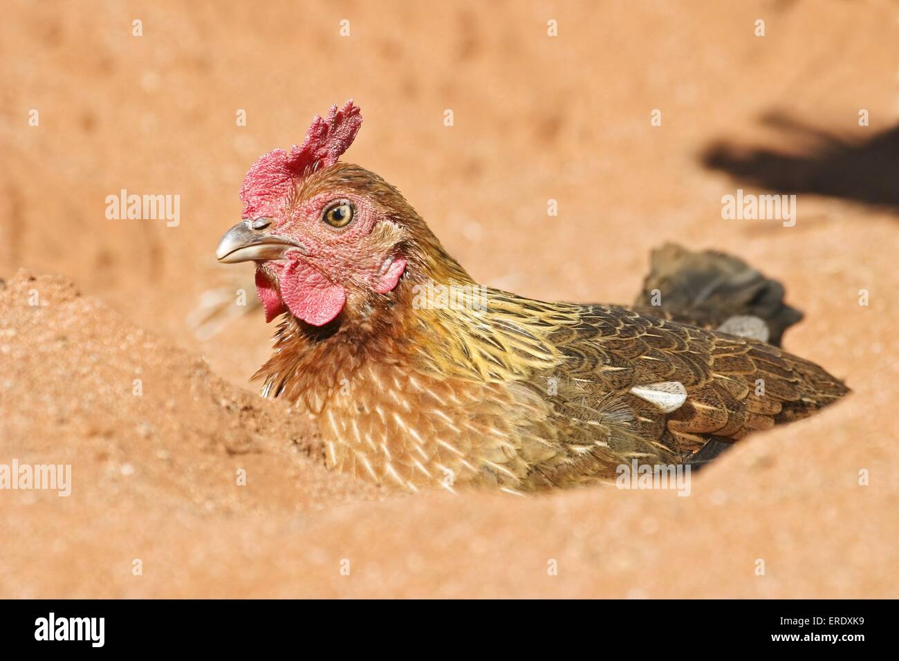 Chicken lying hi-res stock photography and images - Alamy