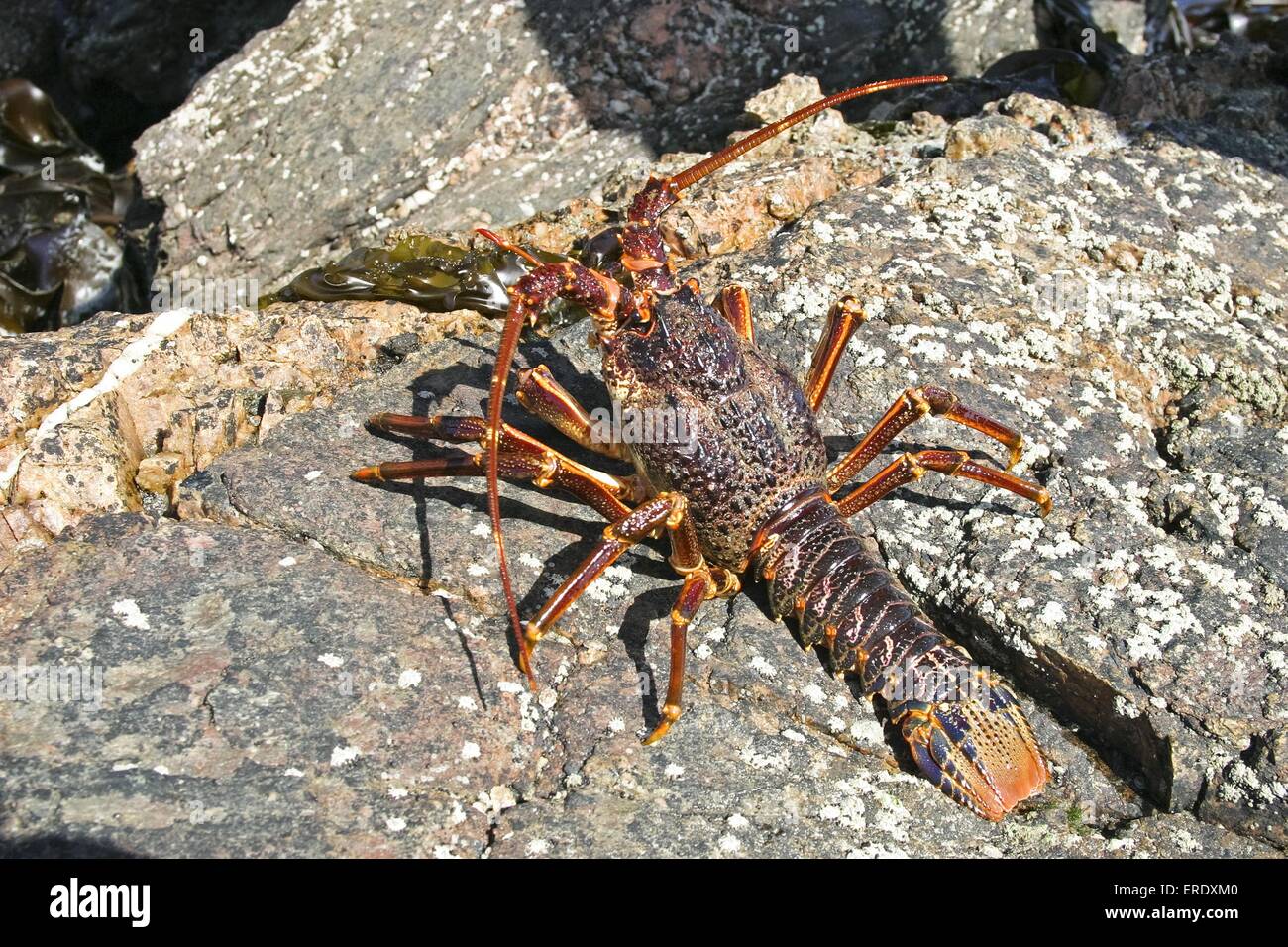 Lobster side view hi-res stock photography and images - Alamy