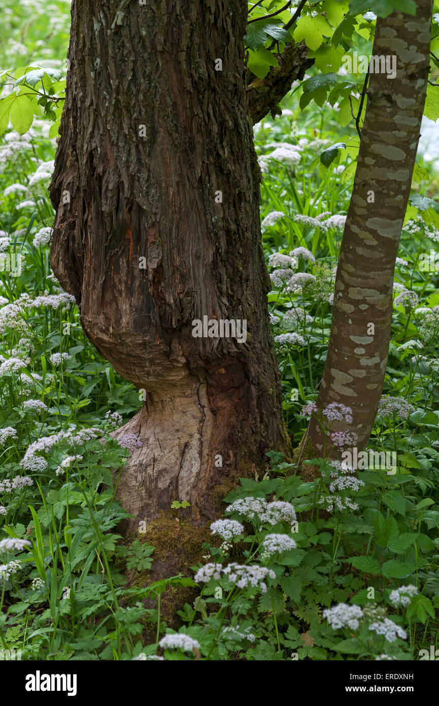 Beaver tree damage hi-res stock photography and images - Alamy