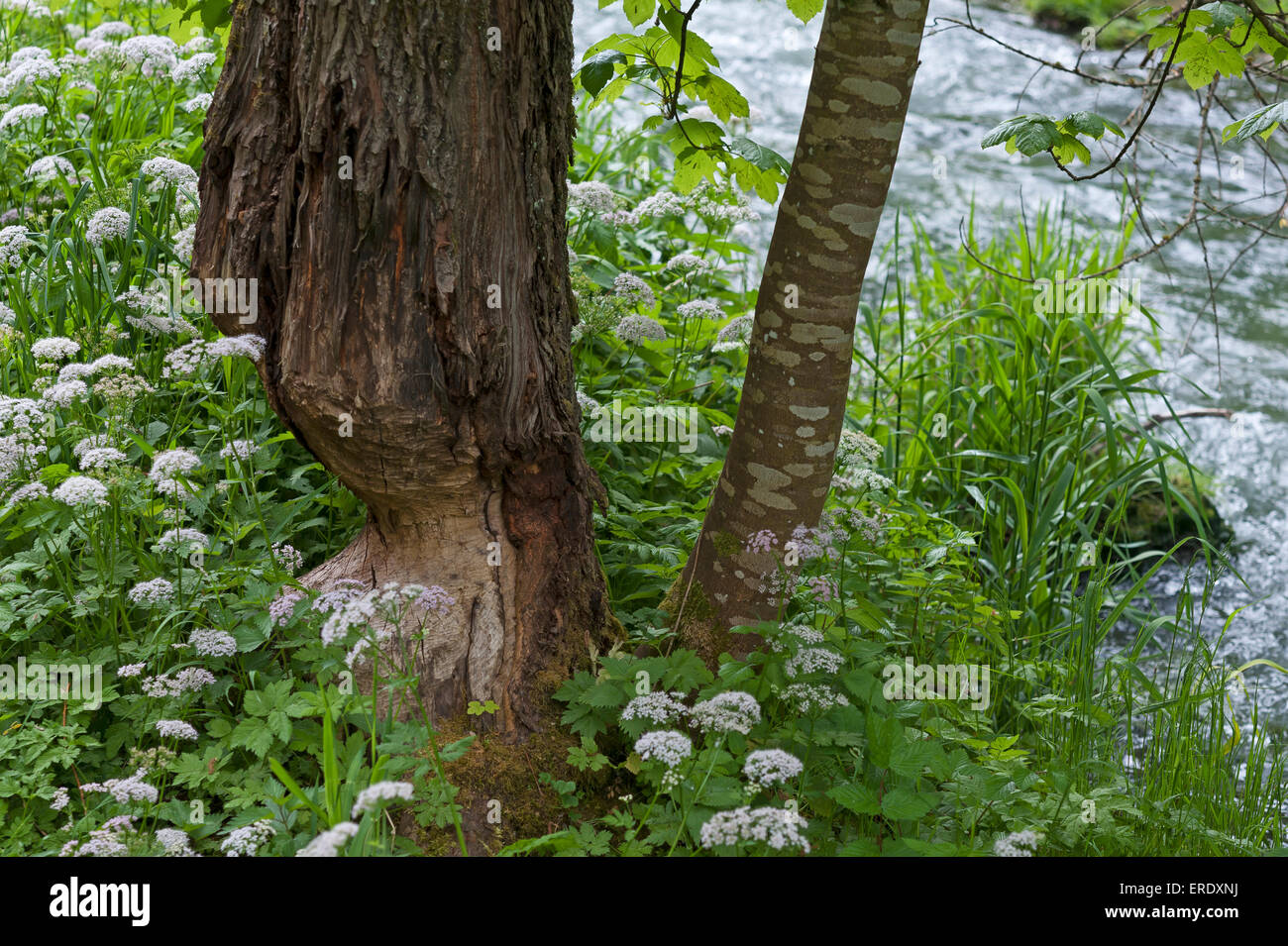 Beaver damage, gnawed tree trunk, river Aufseß, Franconian Switzerland ...