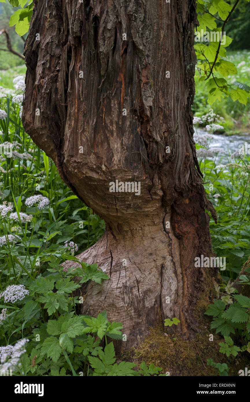 Beaver damage, gnawed tree trunk, river Aufseß, Franconian Switzerland ...