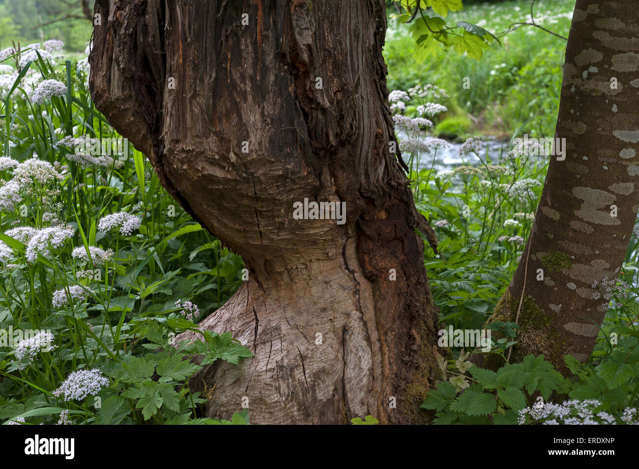 Beaver damage, gnawed tree trunk, river Aufseß, Franconian Switzerland ...