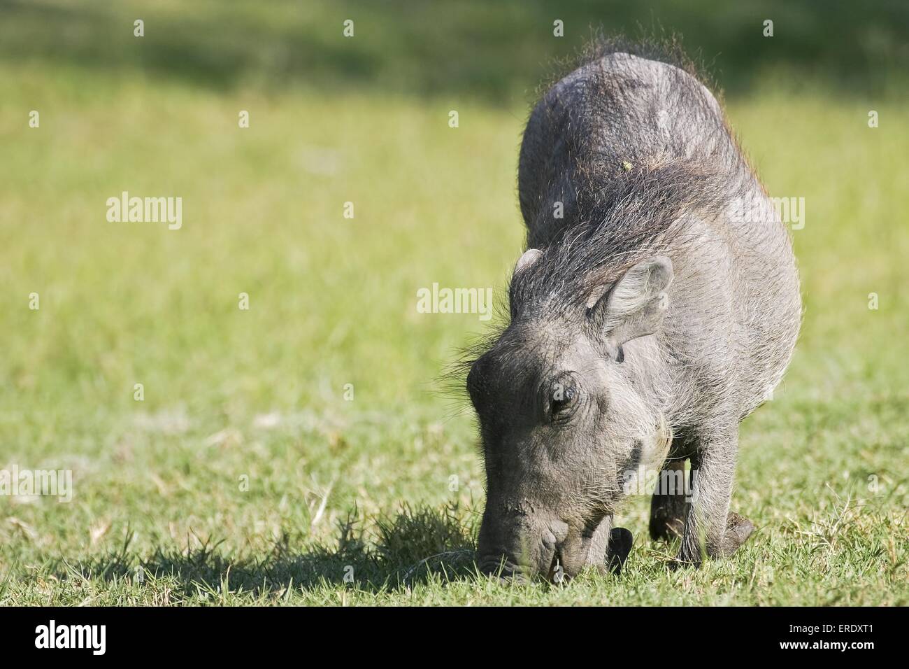 Warthog food hi-res stock photography and images - Alamy