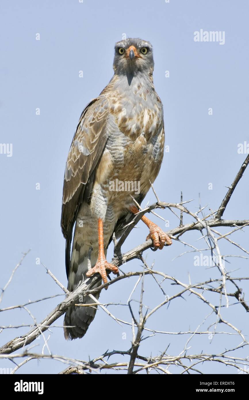 Somali chanting goshawk Stock Photo - Alamy