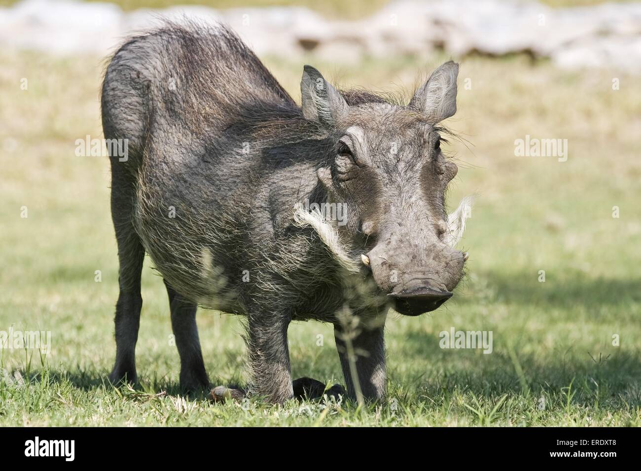 Warthog food hi-res stock photography and images - Alamy