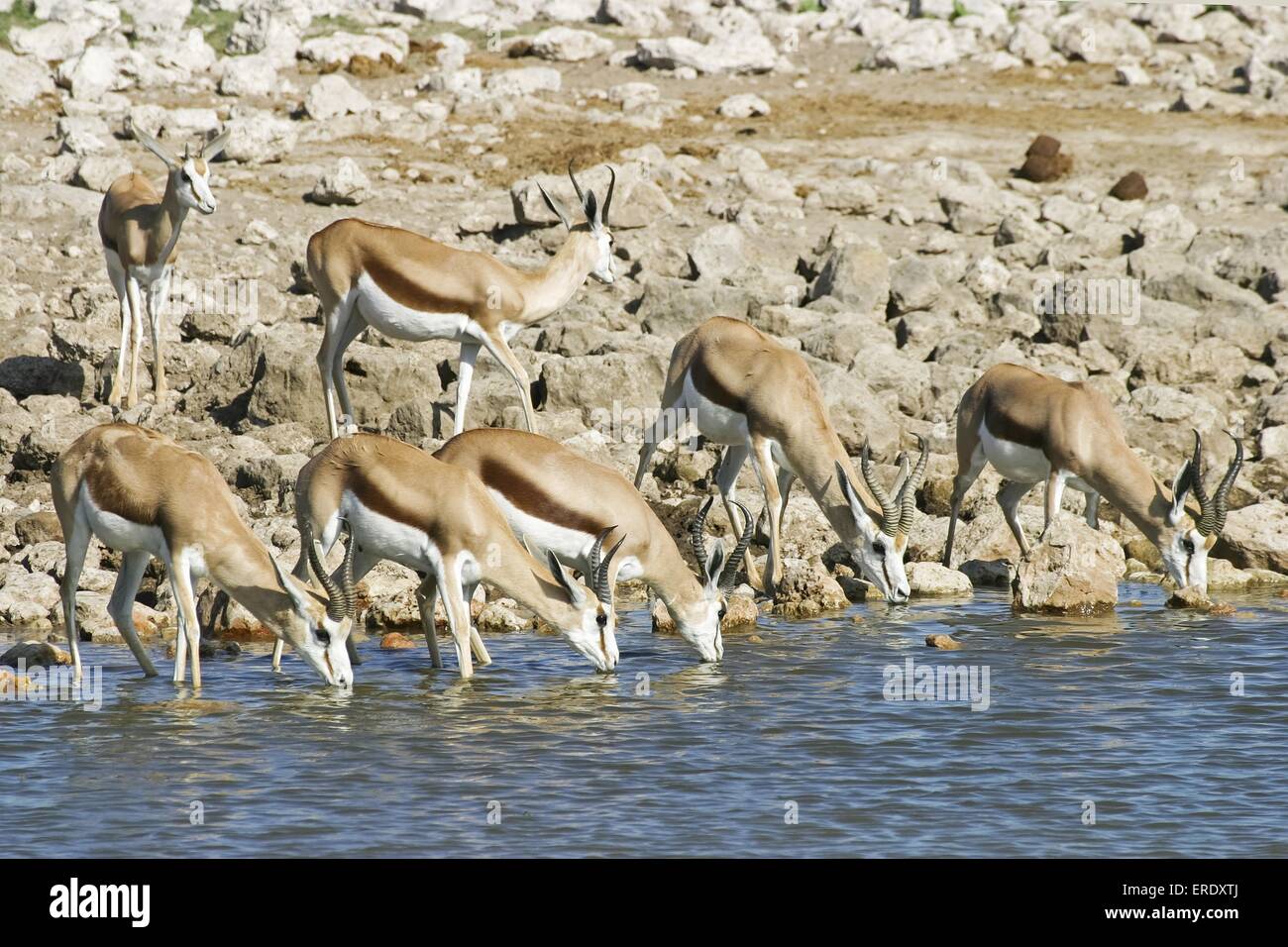 Springbok drinking herd hi-res stock photography and images - Alamy