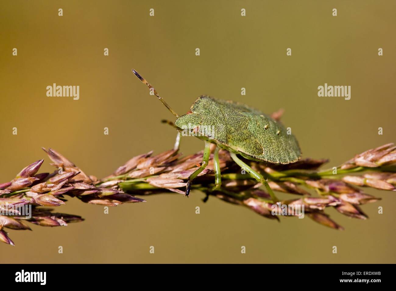 Stink bug side view hi-res stock photography and images - Alamy