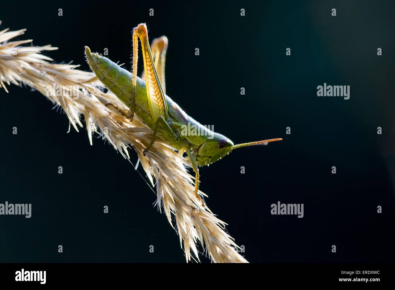 Grasshoppers ear. hi-res stock photography and images - Alamy