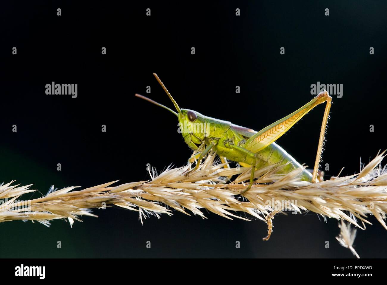 Grasshoppers ear. hi-res stock photography and images - Alamy