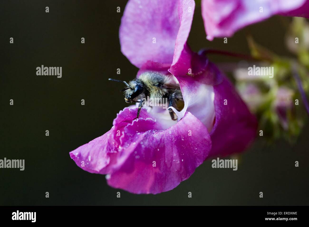 Bumblebee side view hi-res stock photography and images - Alamy