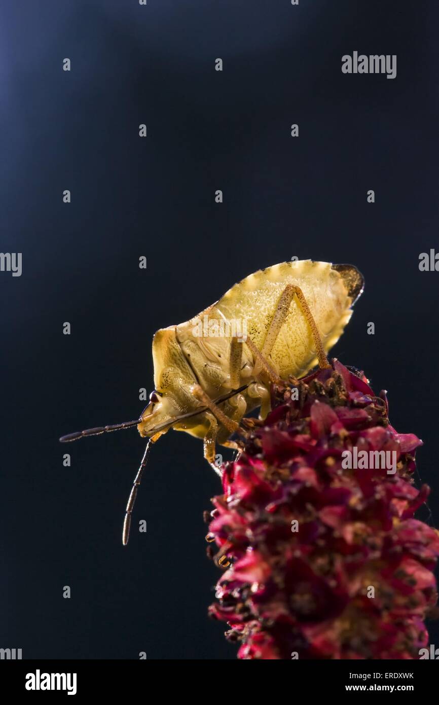1 bug hi-res stock photography and images - Alamy