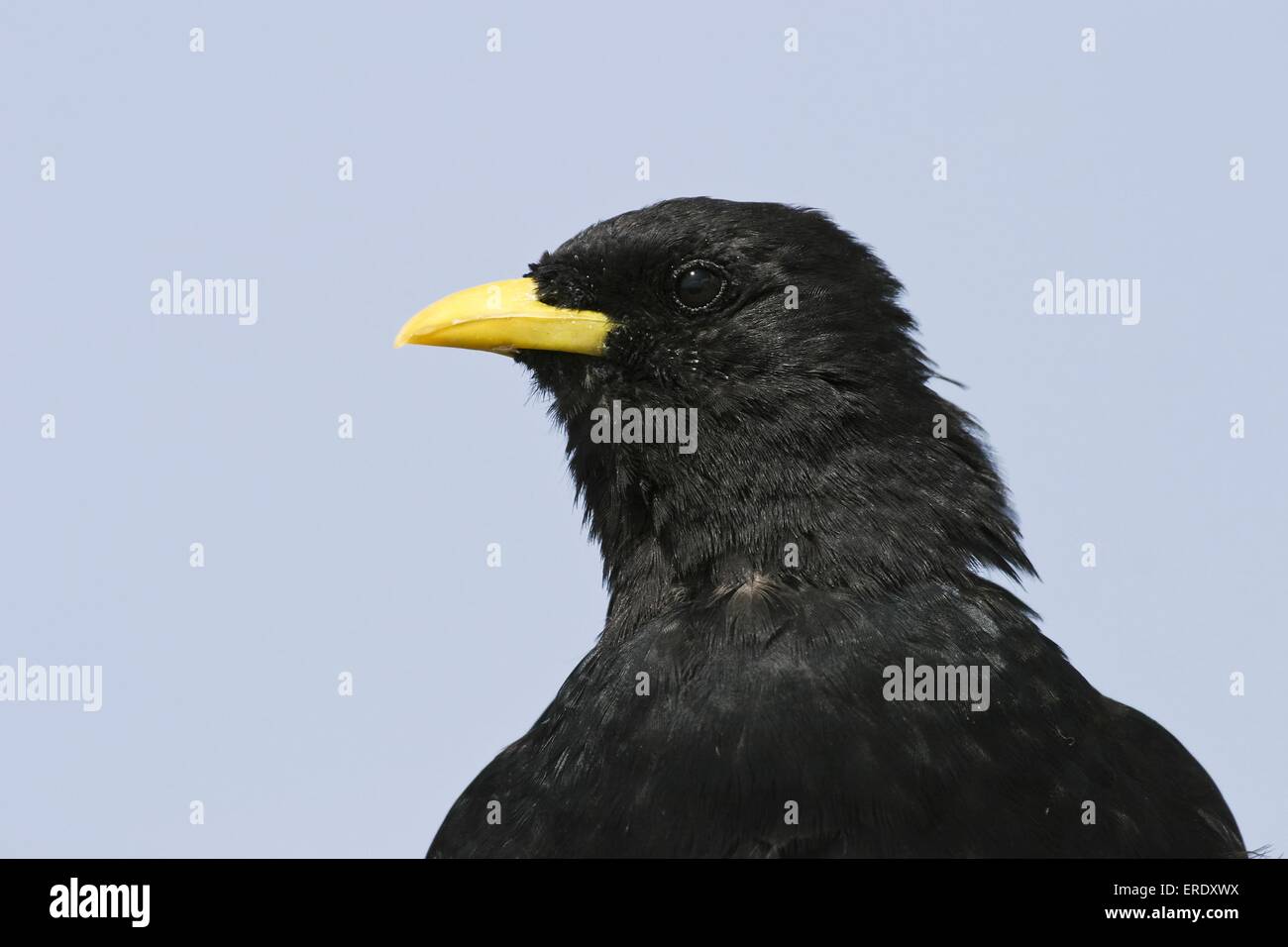 Yellow-billed Chough Portrait Stock Photo - Alamy