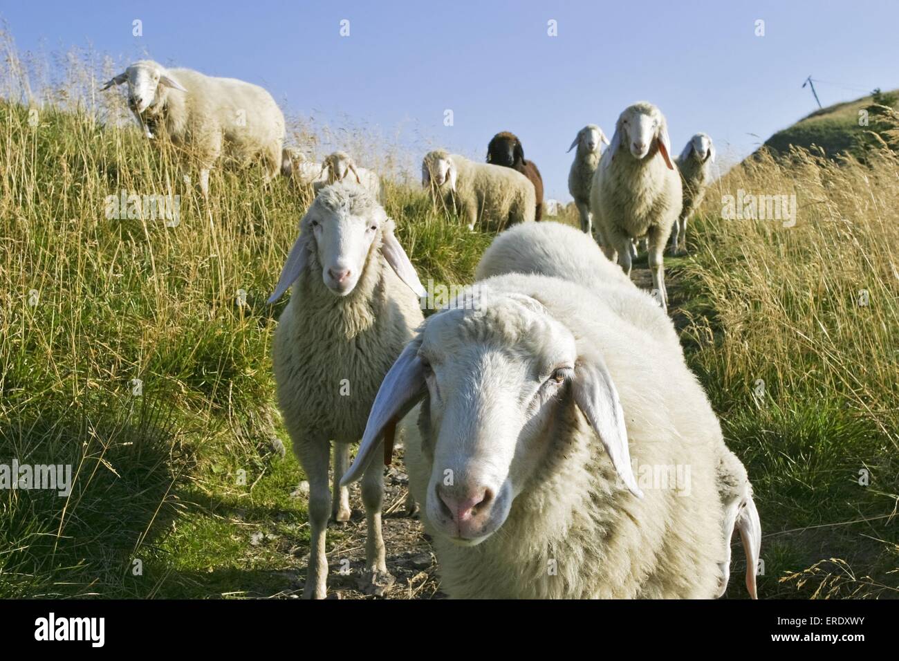 Sheep sheeps path hi-res stock photography and images - Alamy