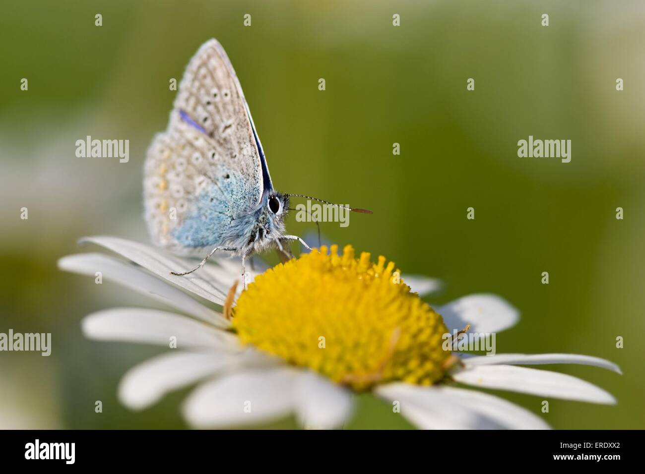 Common blue landscape format hi-res stock photography and images - Alamy