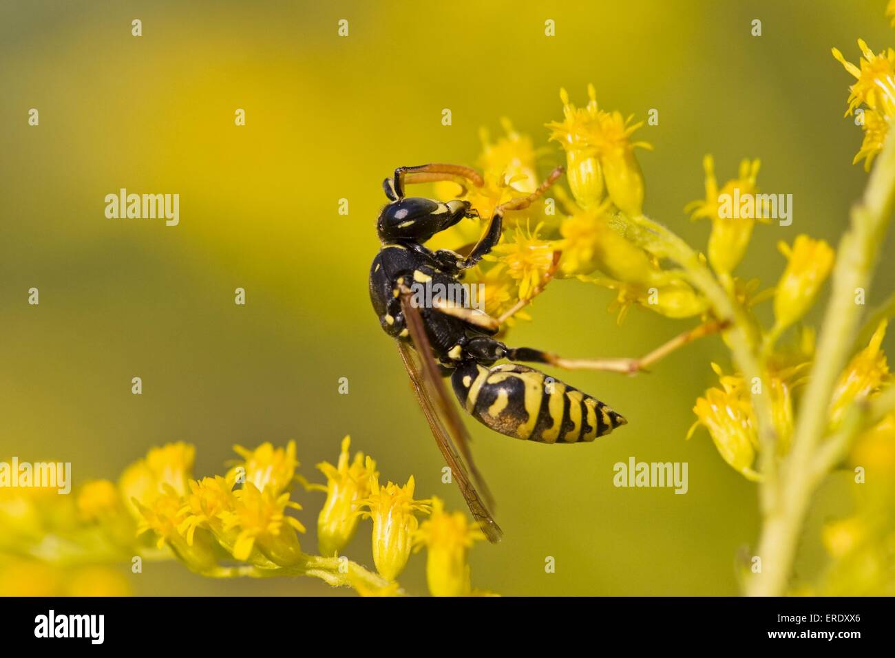 Wasps profile hi-res stock photography and images - Alamy