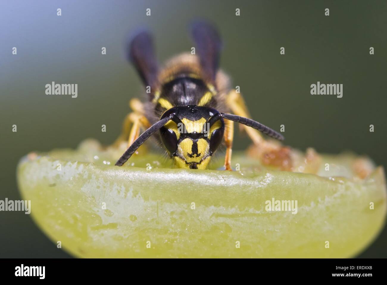 Yellowjacket wasp vespinae hymenoptera hi-res stock photography and ...