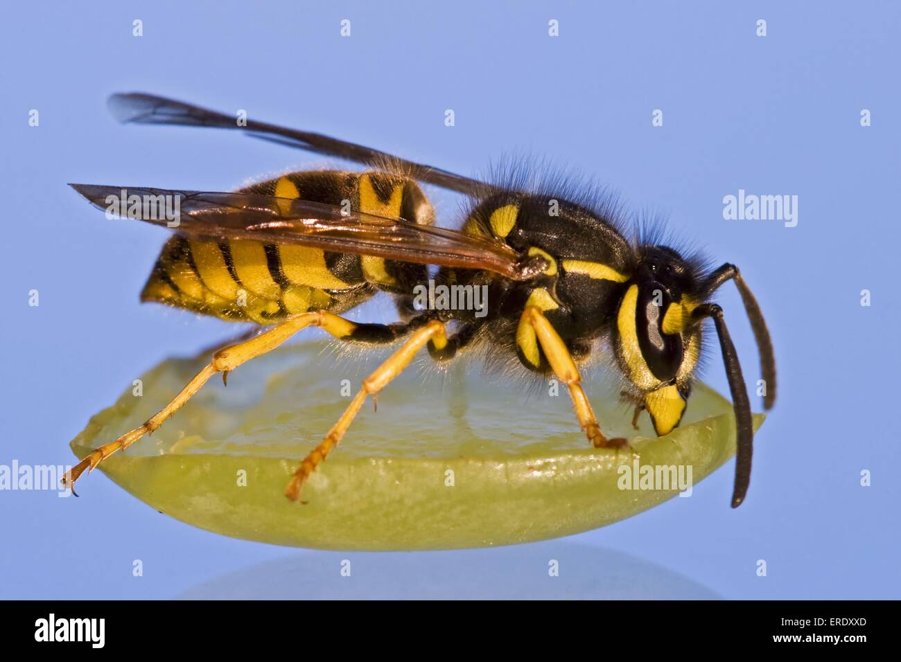 Wasp side view hi-res stock photography and images - Alamy