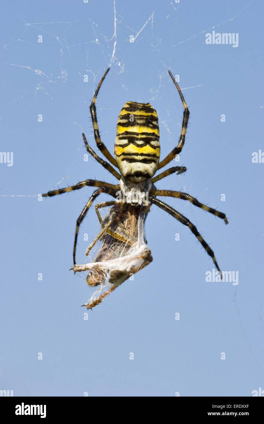 Spider eats spider hi-res stock photography and images - Alamy
