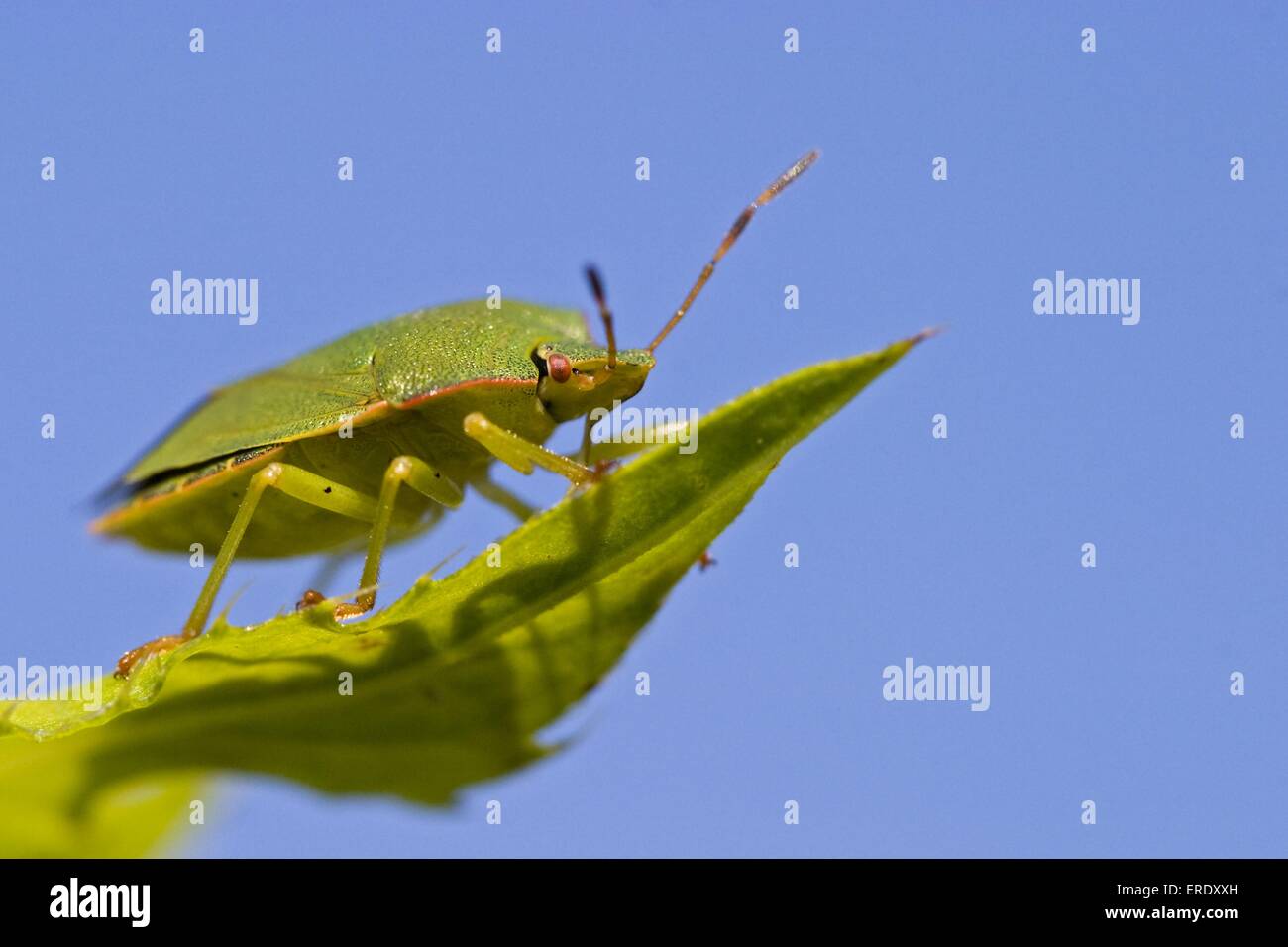 Cloud bug hi-res stock photography and images - Alamy