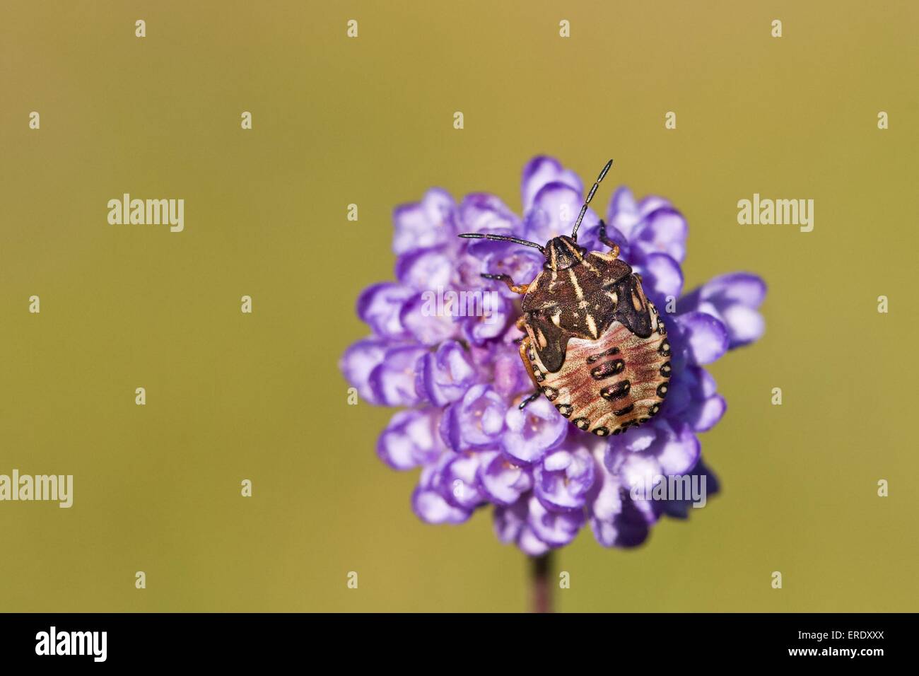 Bug and bloom hi-res stock photography and images - Alamy