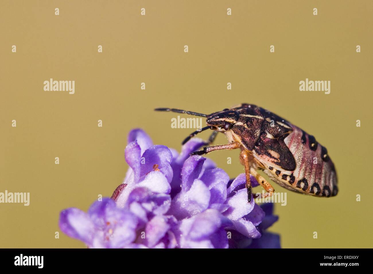 Shield bug hi-res stock photography and images - Alamy