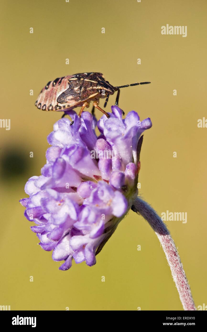Shield bug adult hi-res stock photography and images - Alamy