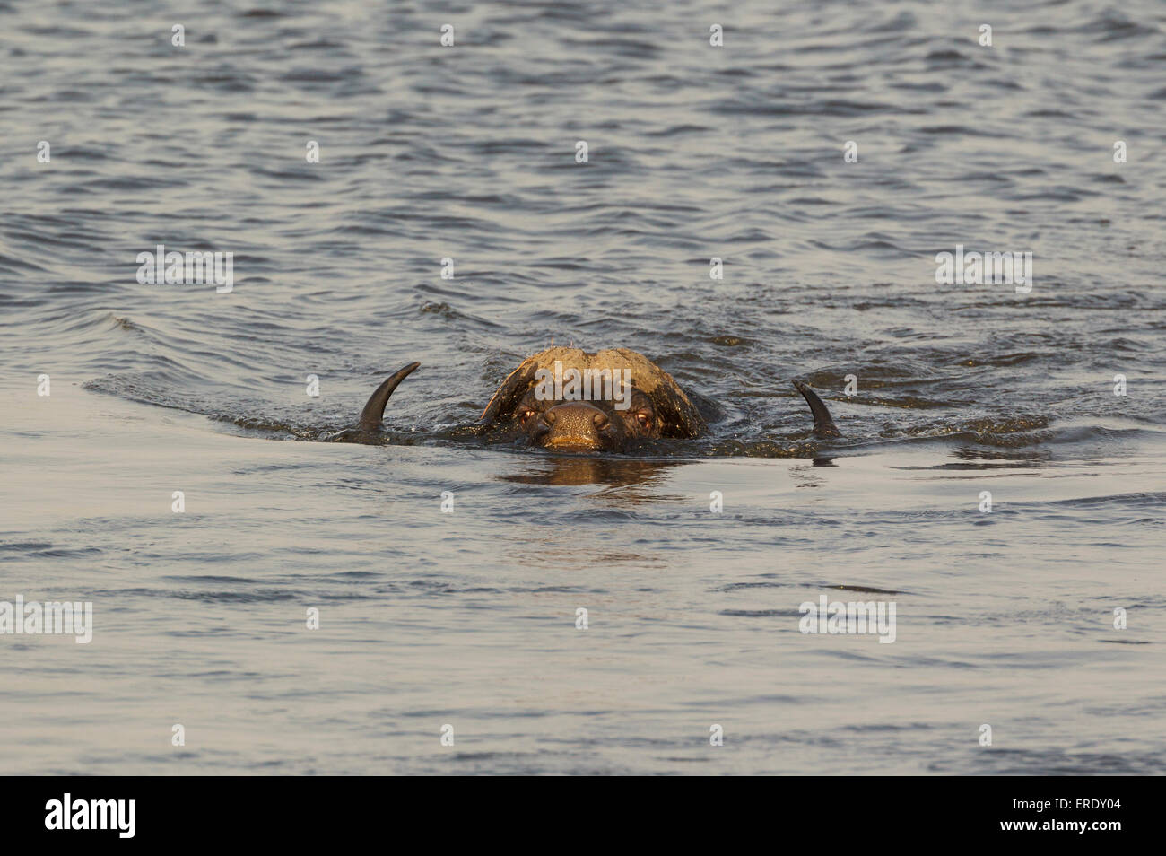 Bull swimming hi-res stock photography and images - Alamy