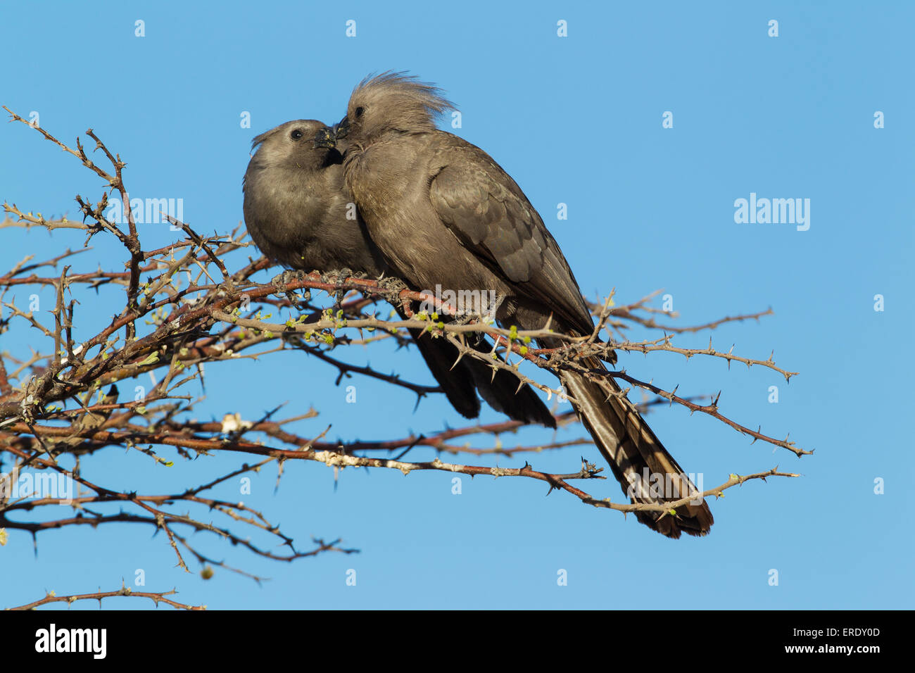 Grey Lourie or Grey Go-Away-Bird (Corythaixoides concolor), pair ...