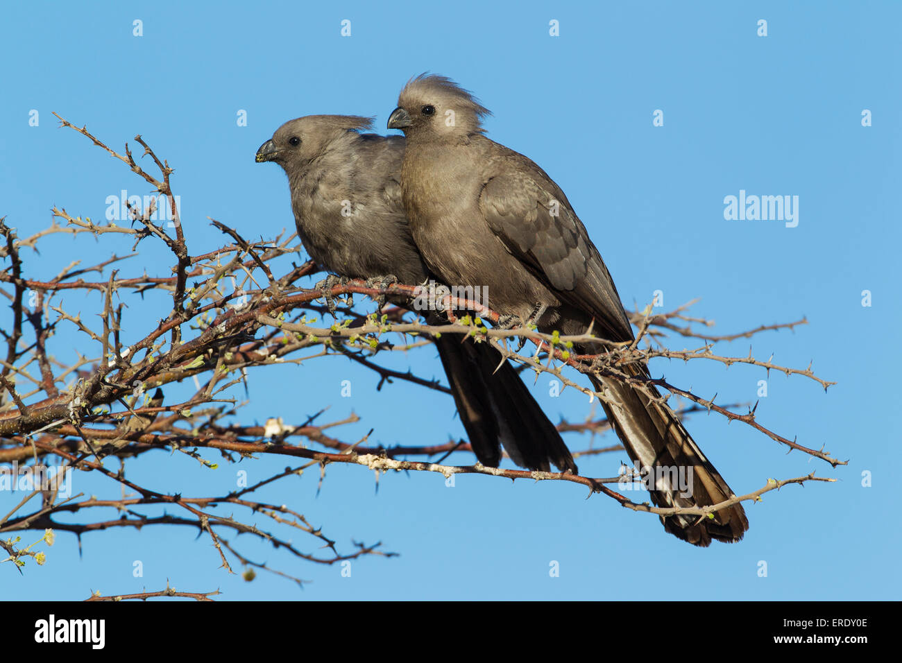 Grey Lourie Go Away Bird Corythaixoides Stock Photos & Grey Lourie Go ...