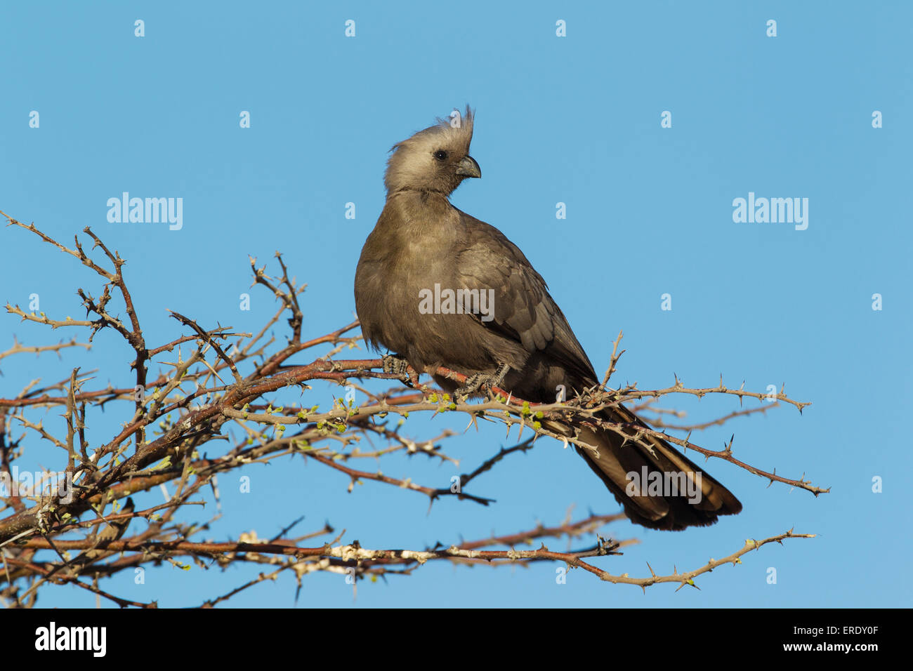 Grey Lourie or Grey Go-Away-Bird (Corythaixoides concolor), Okavango ...