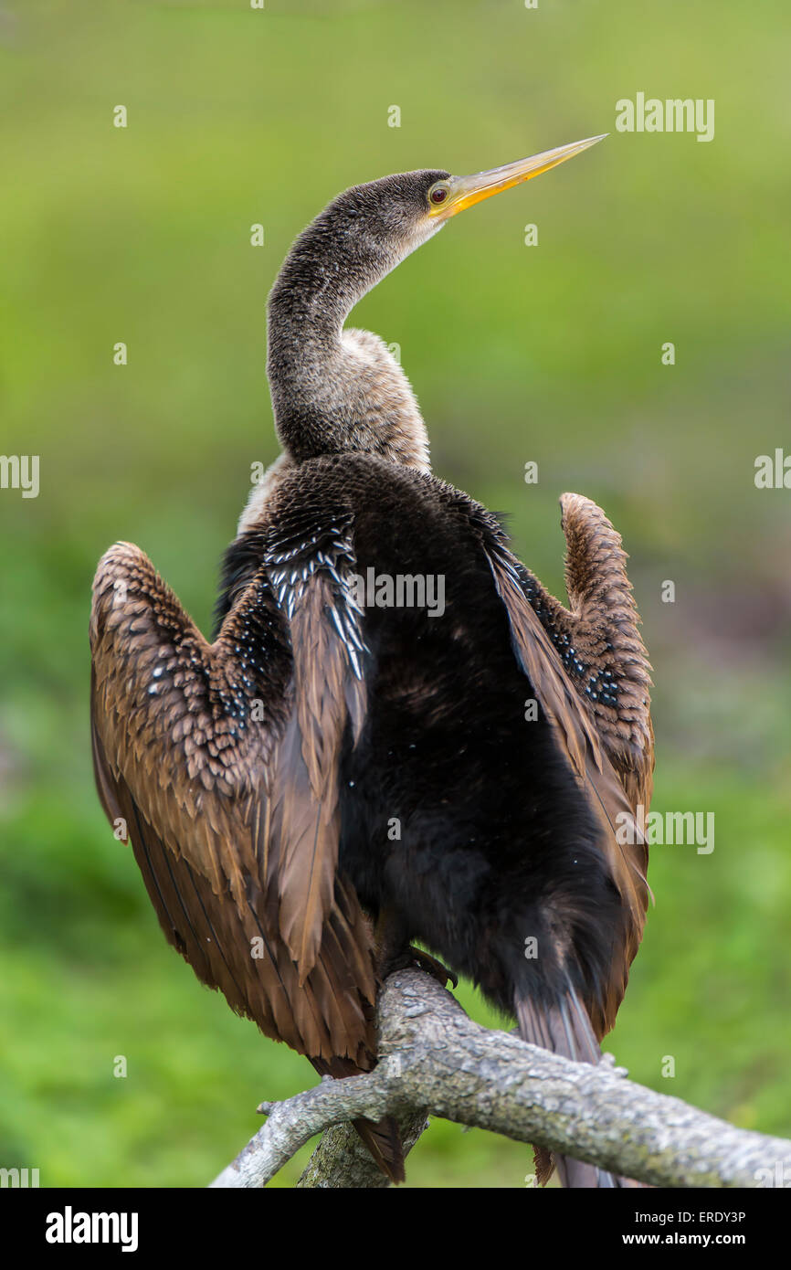 Anhinga (Anhinga anhinga) drying wings, Florida, Everglades, USA Stock ...