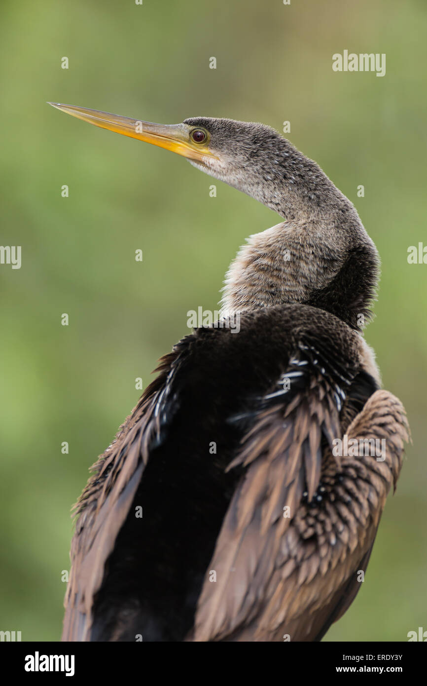 Anhinga (Anhinga anhinga), Florida, Everglades, USA Stock Photo - Alamy