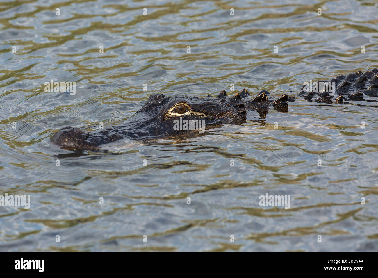 American alligator (Alligator mississippiensis) swimming in water ...