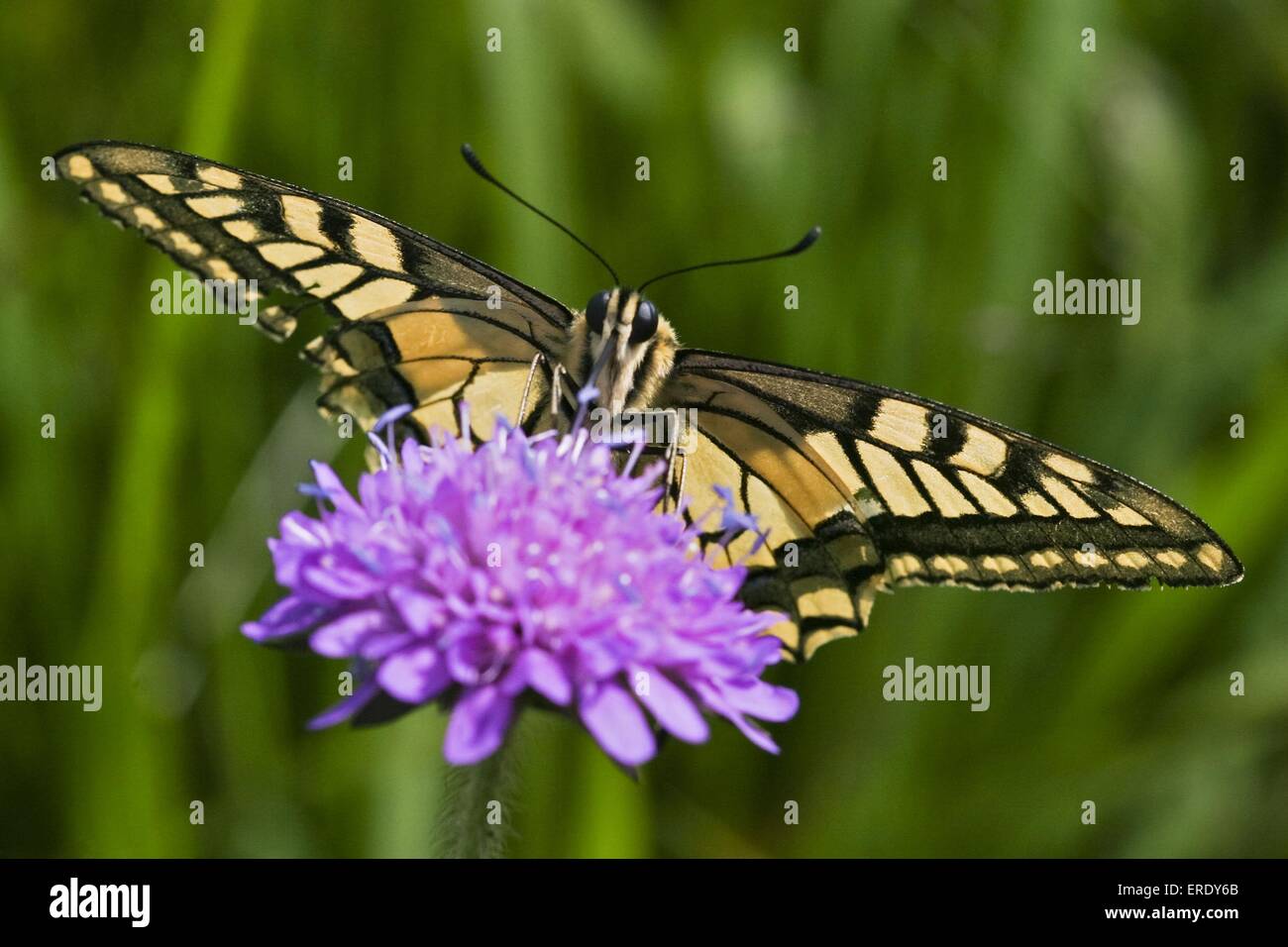 Most common swallowtails hi-res stock photography and images - Alamy