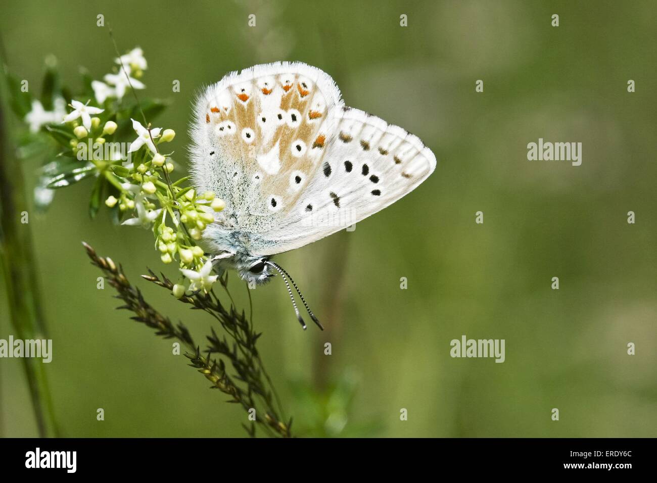 Common blue landscape format hi-res stock photography and images - Alamy