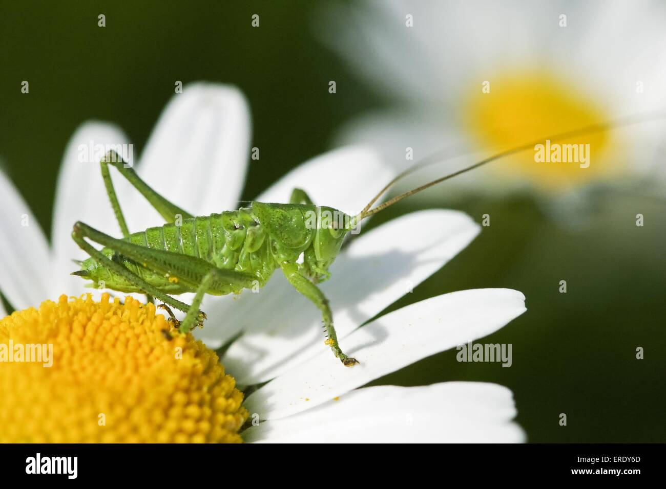 Grasshopper side view hi-res stock photography and images - Alamy