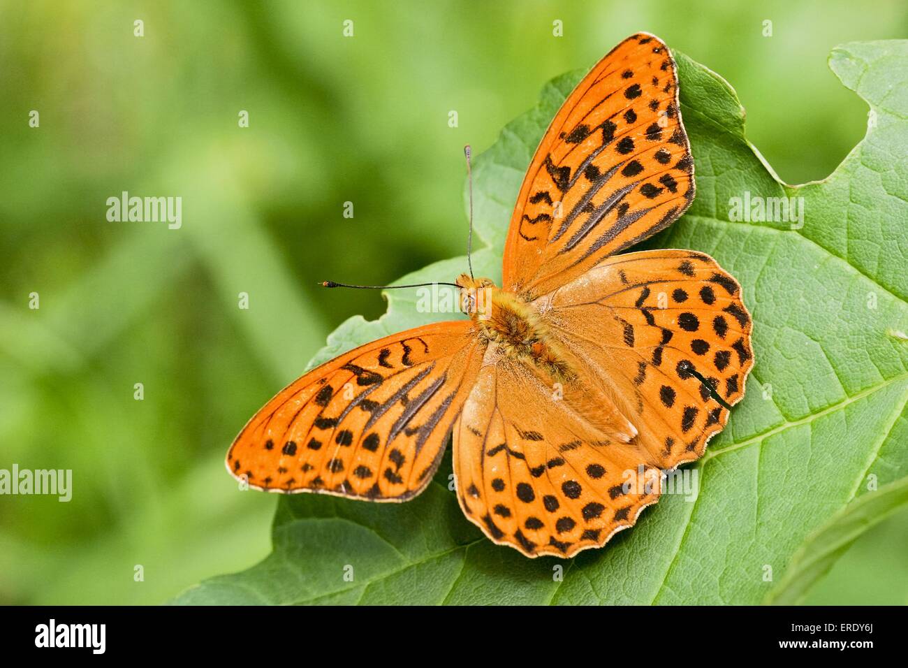 The silver washed fritillary hi-res stock photography and images - Alamy